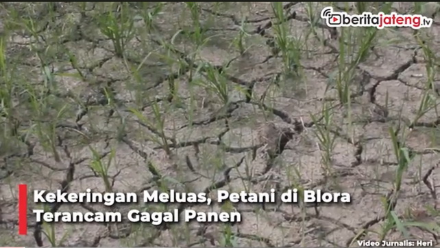 Kekeringan di Blora, Petani Terancam Gagal Panen Lagi